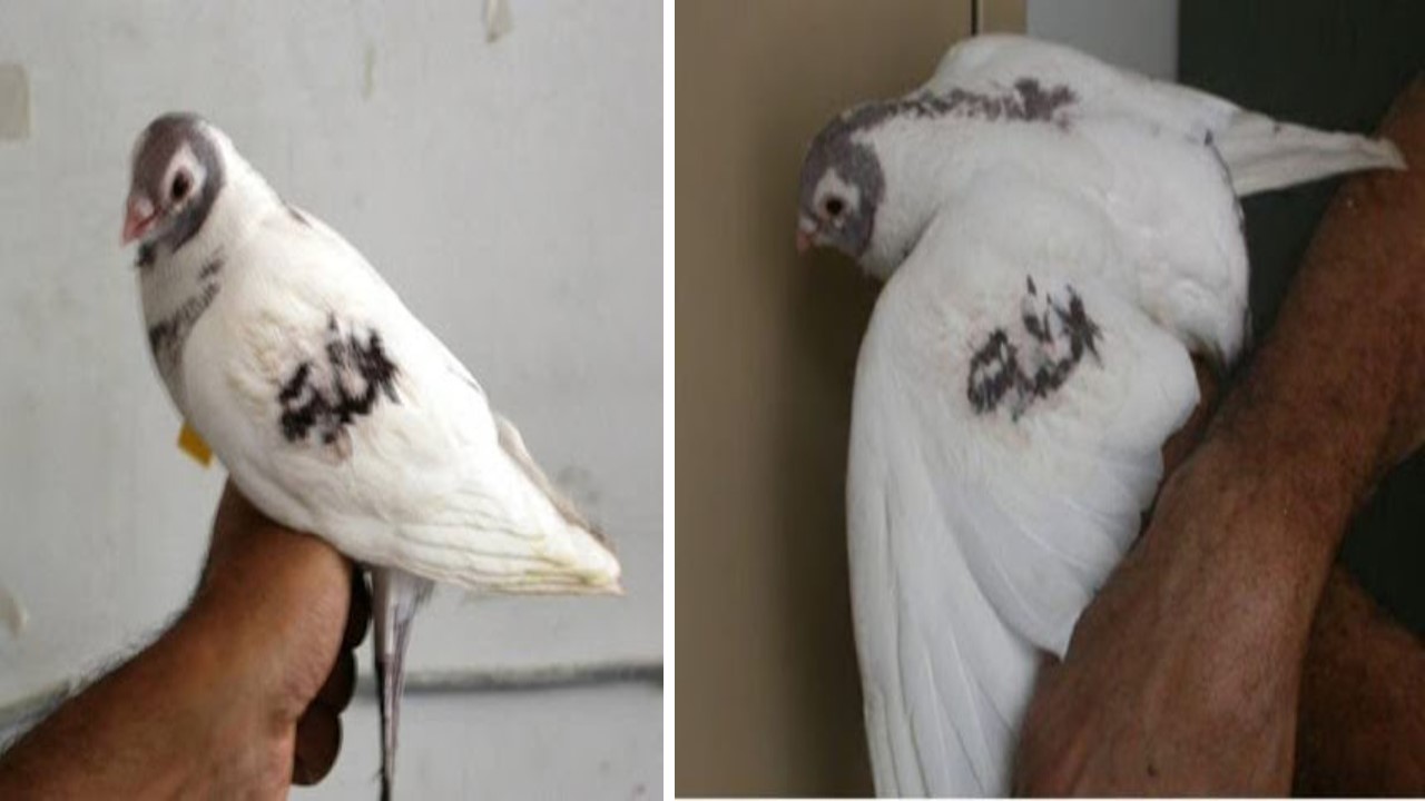 Allahuakbar, Kalimah Allah Tertera di Sayap Burung Merpati - Berani Bangkit