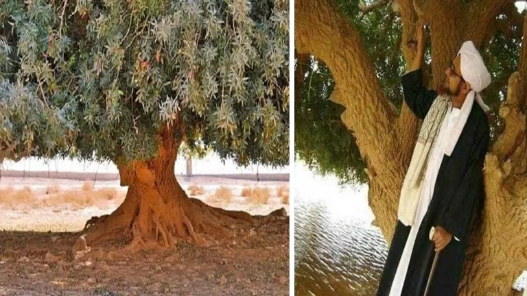 Inilah Pohon Tempat Nabi Muhammad S.A.W Pernah Berteduh Yang Masih ...