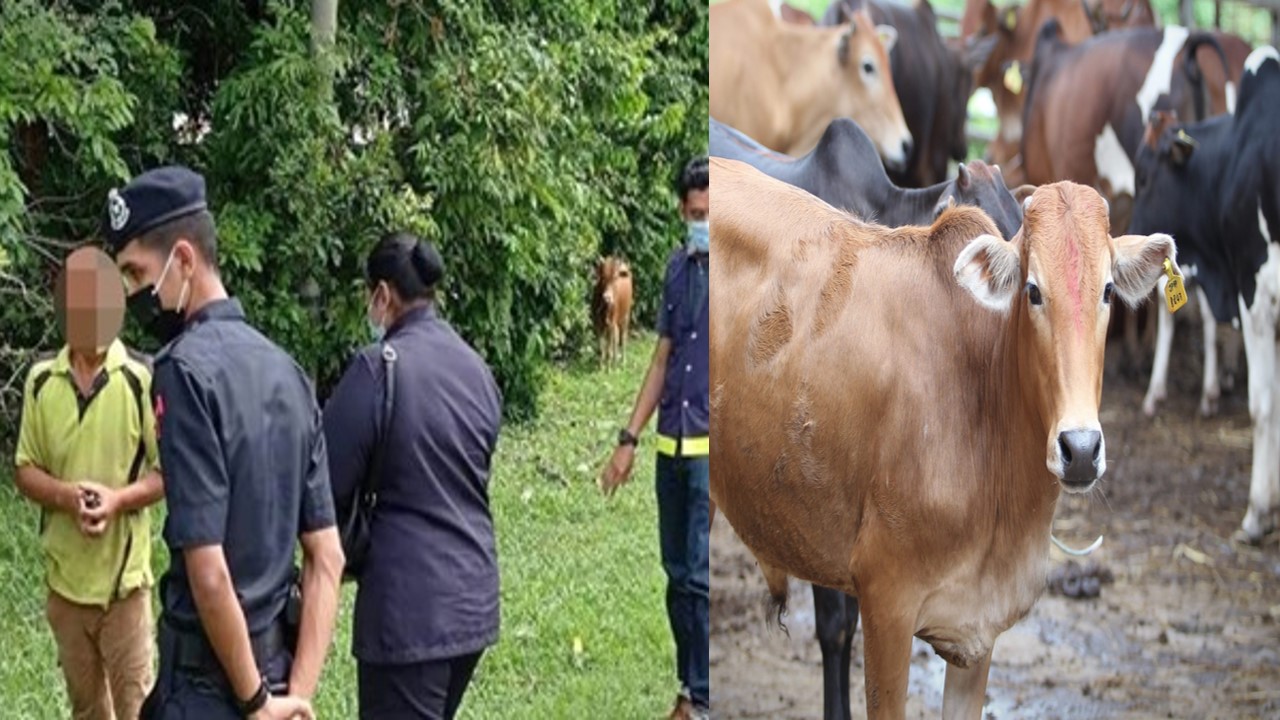 Penternak lembu dikompaun tak pakai pelitup muka - Berani Bangkit