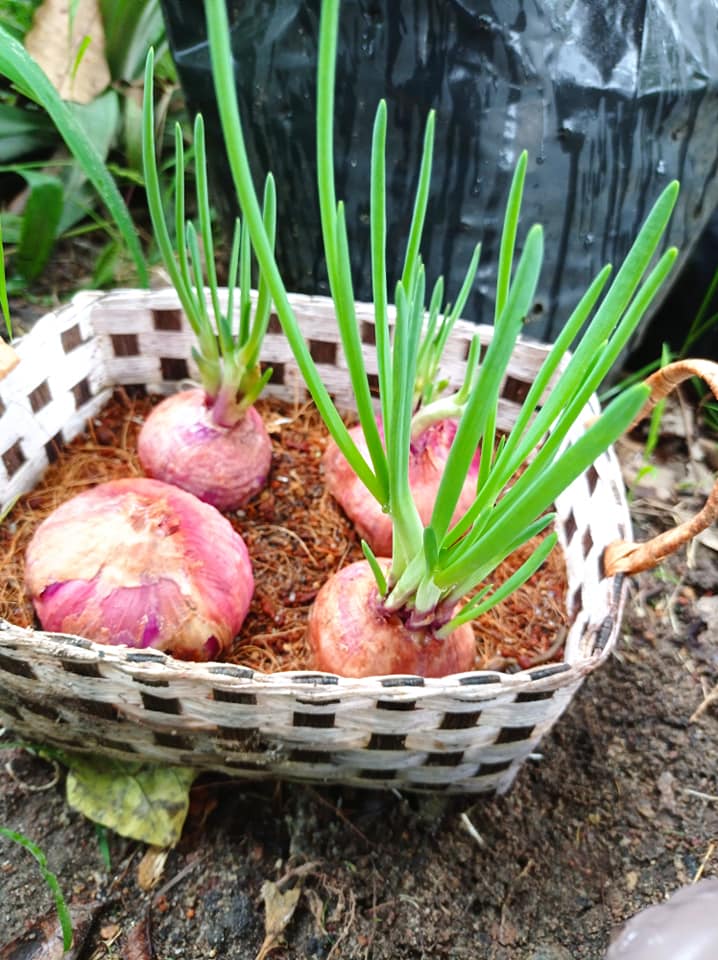Bawang Kat Dapur Dah Nampak Jambul Baik Kita Tanam. Boleh Guna Daun ...