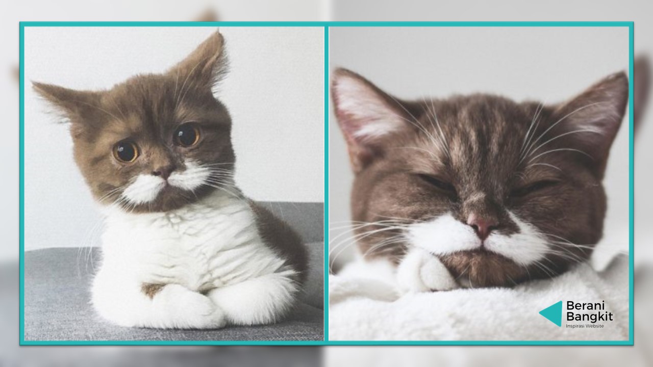 Gringo, Akaun Kucing Bermisai Putih Yang Menjadi Viral Di Instagram ...