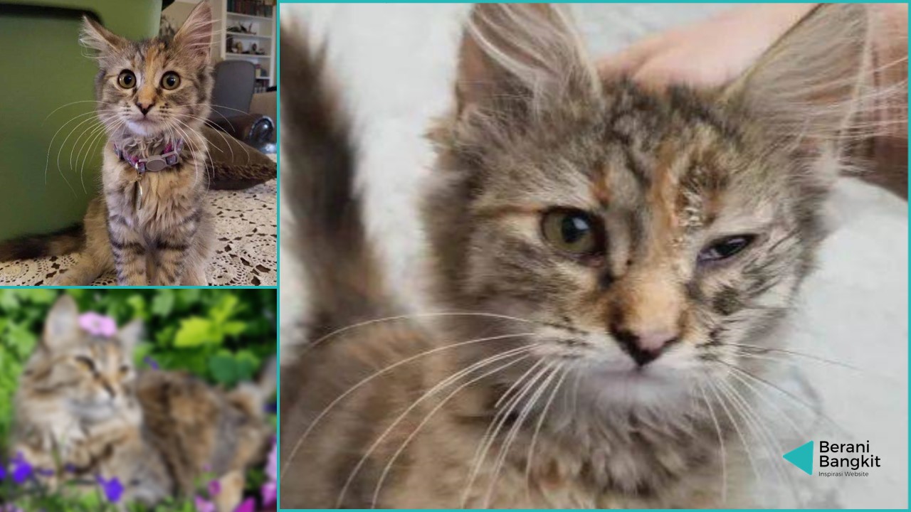 Dulu kurus dan tidak dipandang, transformasi terkini kucing ini buat ...