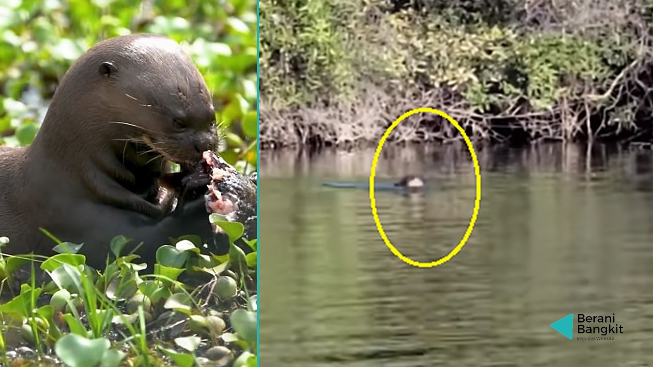 Spesies memerang gergasi ditemui semula di sebuah sungai selepas 40 ...