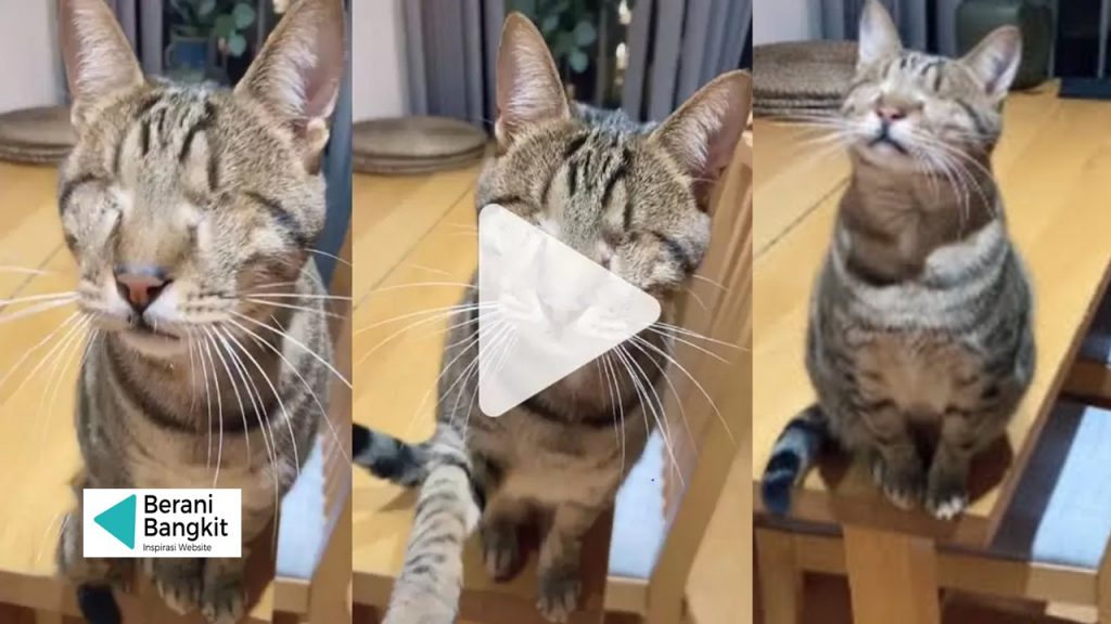 Tahu Tuannya Ada Di Depan, Gelagat Kucing Buta Ini Buat Netizen Teruja ...
