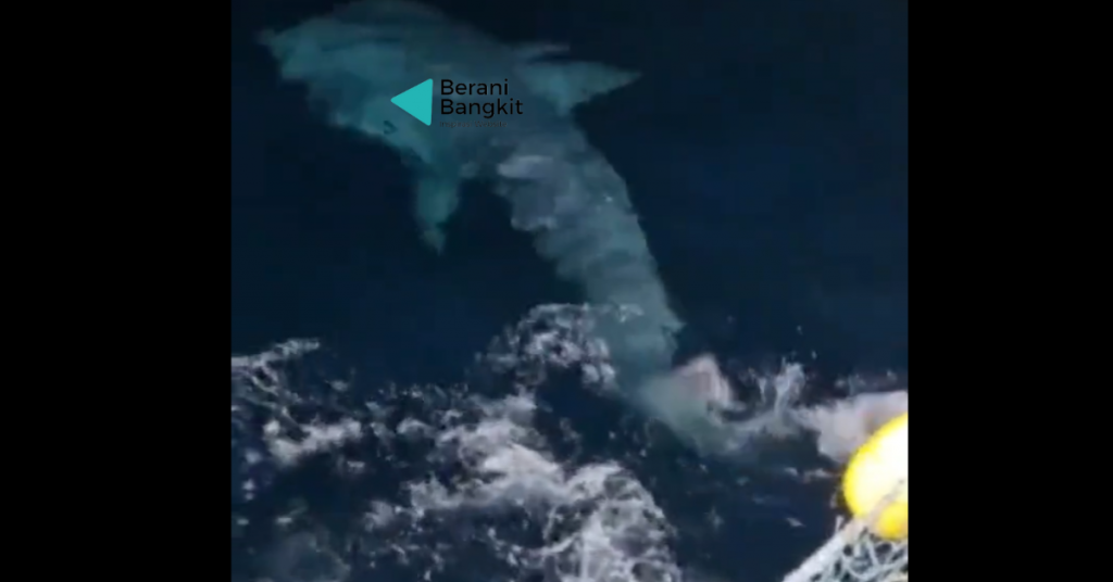 Institut Penyelidikan Perikanan Lepaskan Ikan Paus Yu Bersaiz 10 Meter ...