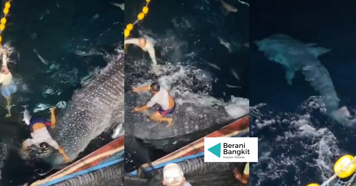 Institut Penyelidikan Perikanan Lepaskan Ikan Paus Yu Bersaiz 10 Meter ...