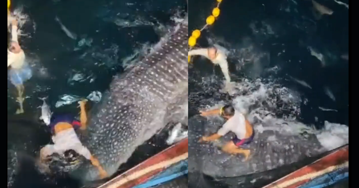 Institut Penyelidikan Perikanan Lepaskan Ikan Paus Yu Bersaiz 10 Meter ...