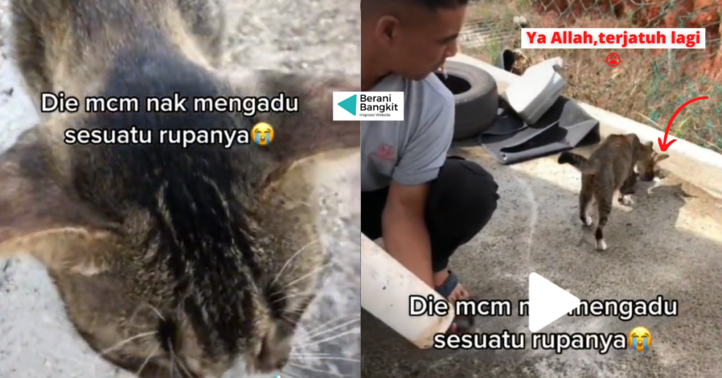 Ibu Kucing Mengadu Anaknya Terperangkap - Ya Allah Baru Je Diselamatkan, Si C0mel Ini Masuk Lagi ...