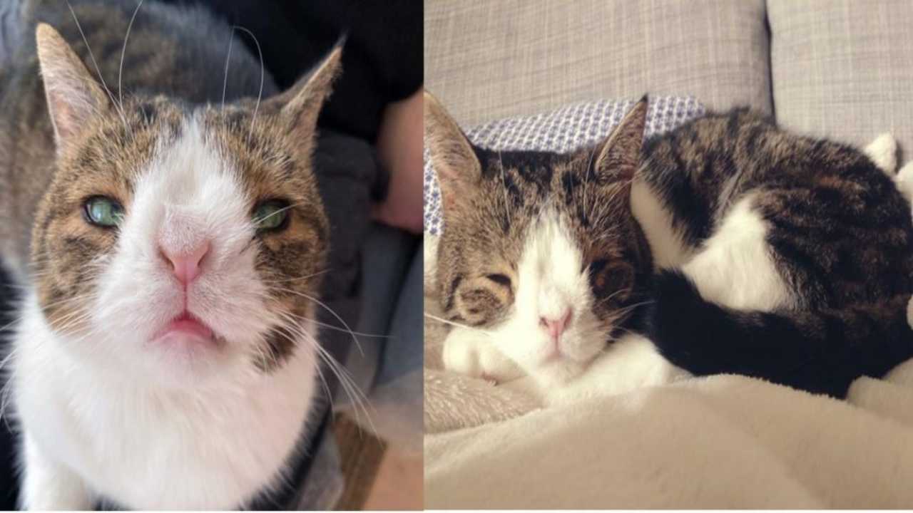 Kucing Lahir Syndrome Down Keseorangan Tidak Disayang Akhirnya ...