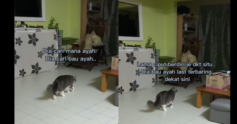 Kucing Kesayangan Tak Tentu Arah, Duduk Lama Di Tempat Terakhir Tuannya Baring - Selalu Buat ...