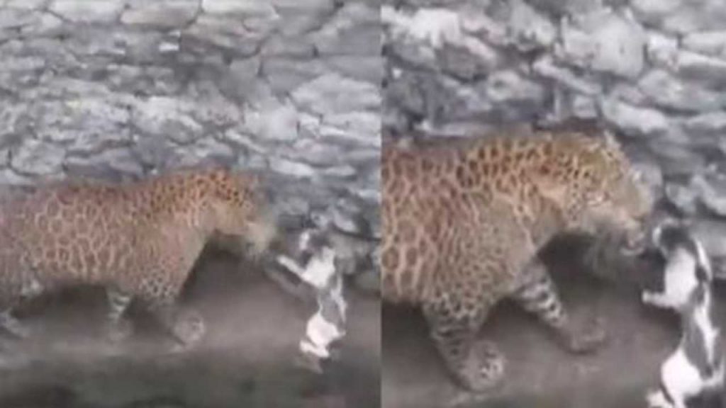 Menjerit-jerit orang risau Harimau Bintang makan kucing dalam telaga ...